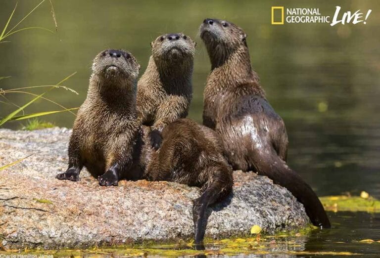 15 Famous Wildlife Photographers – Their Lives & Works